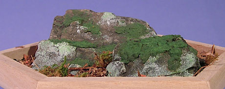 Creating Moss and Lichen – FichtenFoo